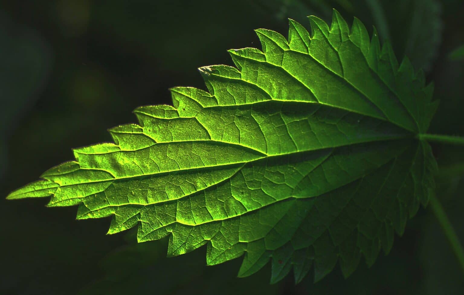 Qué es y cómo aplicar fertilización foliar - Succulent Avenue