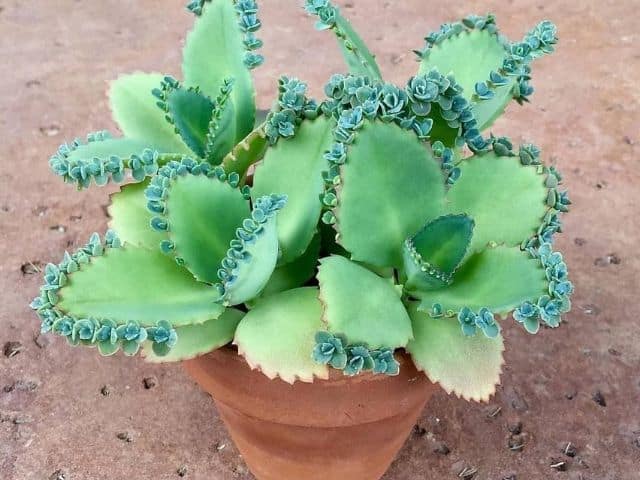 La Planta Mala Madre Crecimiento Y Cuidados Succulent Avenue